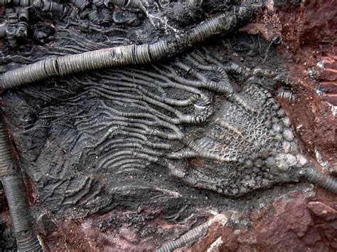 Crinoid Archives Cochise College Geology