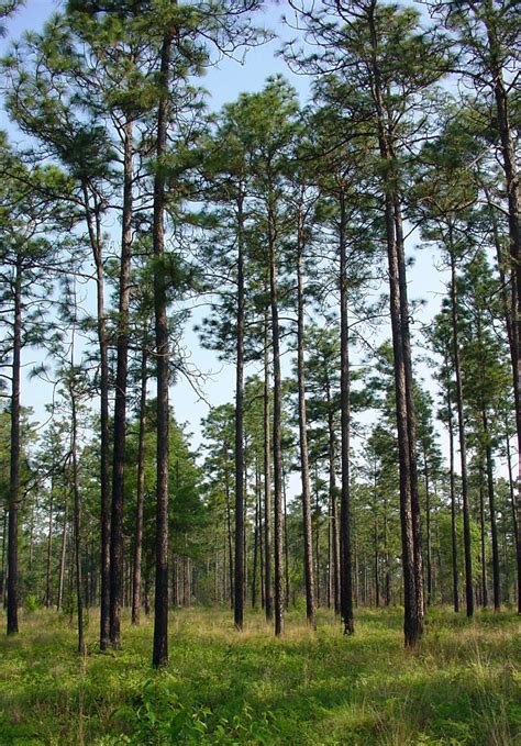 Dive Into The Fascinating World Of Longleaf Pine Trees