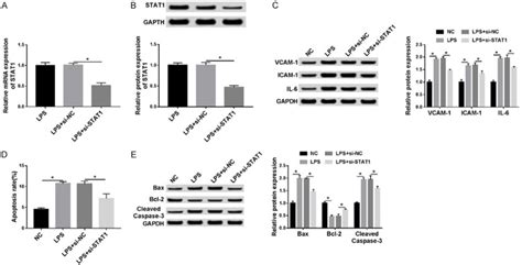 Mir 499a Suppresses Lps Induced Human Vascular Endothelial Cell Inflammatory Response And
