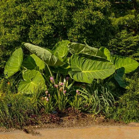 Colocasia Thailand Giant Elephant Ears Sugar Creek Gardens Sugar
