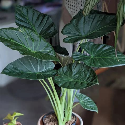 Alocasia Regal Shields – Gipsygarden