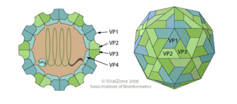 What Is A Virus Taxonomy Classification Structure Replication Flashcards Quizlet