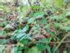 First Wild Blackberry Picking In England Sehee In The World