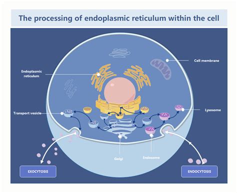 Endomembrane System Diagram Edrawmax Templates
