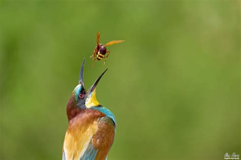The Bee Eater And The Wasp Appearing In Birmingham September 17