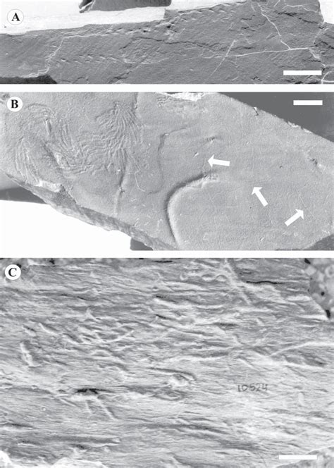 Selected Trace Fossils From Deep Marine Deposits Of The Puncoviscana Download Scientific