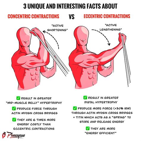 Concentric And Eccentric Contractions Are Facebook