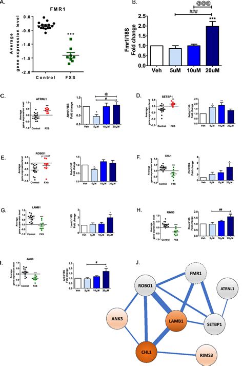 Upregulation Of Fmr1 Gene Expression Upon Pirenperone Treatment A