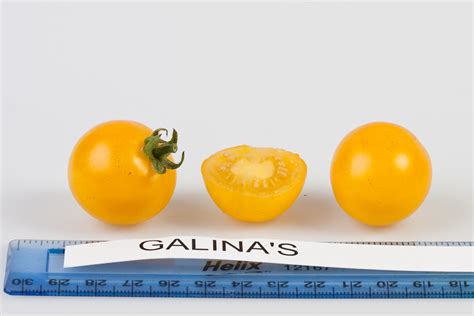 Galina (Rutgers NJAES)