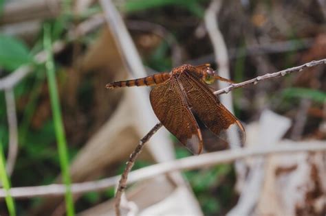Premium Photo Close Up Of Insect On Dry Leaf