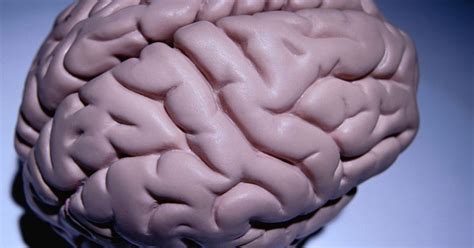 “atlas De Células Cerebrales Humanas” Brinda Nuevas Perspectivas Sobre