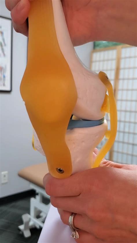 A Visual Of How The Acl And Pcl Works The Main Function Of The Pcl