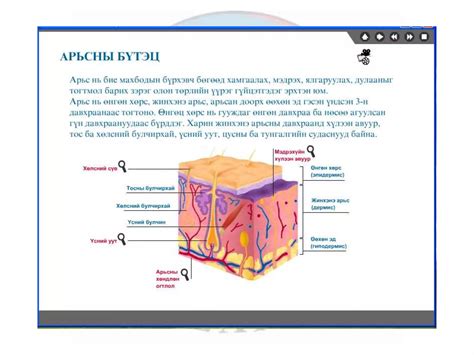 лекц 6 мэдрэхүйн эрхтэн тогтолцоо Pptx