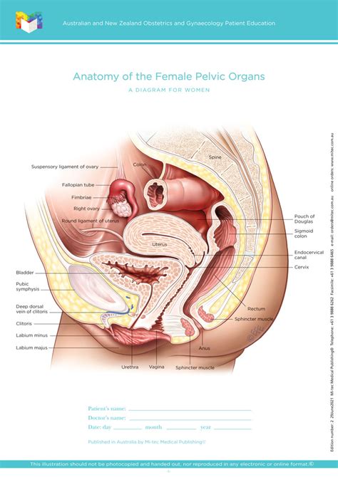 Female Pelvic Anatomy Laparoscopic