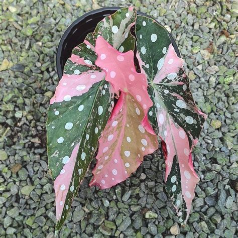 Begonia Maculata Pink Variegated For Sale Happyforeststore