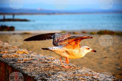 Община Поморие започна работа по рекламните дейности по двата туристически проекта промотиращи