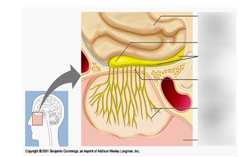 Diagram Of Olfactory Nerve Quizlet