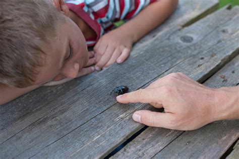 Coleoptera 가족 개발 곤충 공부하는 관찰하는 교육 궁금해하다 나무 놀이 돌봄 딱정벌레 만지다 멘토링 발견 보고 있는 보호자 부모