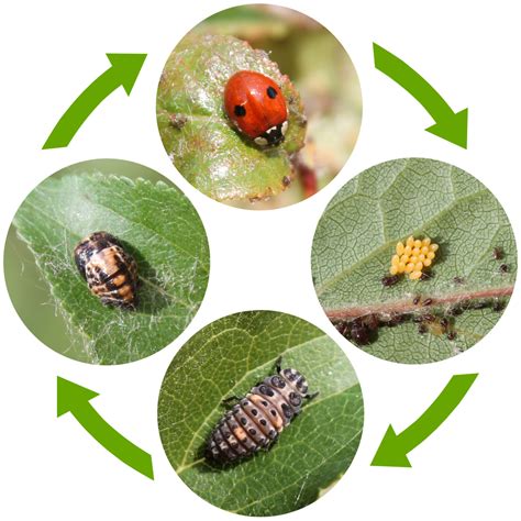 Zo Nuttig Zijn Lieveheersbeestjes En Zo Krijgt U Er Meer In De Tuin