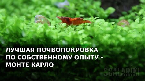 Самое лучшее почвопокровное растение для аквариума - Монте Карло - YouTube