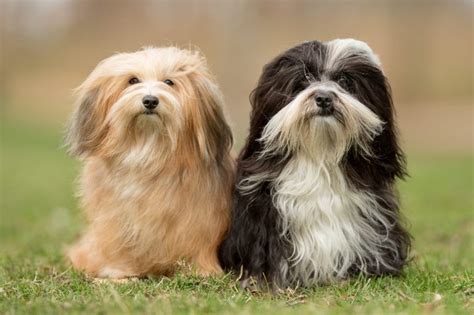 Cuáles Son Las 15 Mejores Razas De Perros Para Adultos Mayores Infobae
