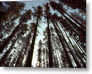 Forest Grove Of Trees Looking Upward Photograph By Bob Riha Jr Fine