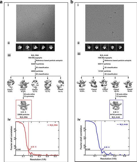 Single Particle Cryo Em Analysis Of M2s1 Mtase Bound To Dna And Download Scientific Diagram
