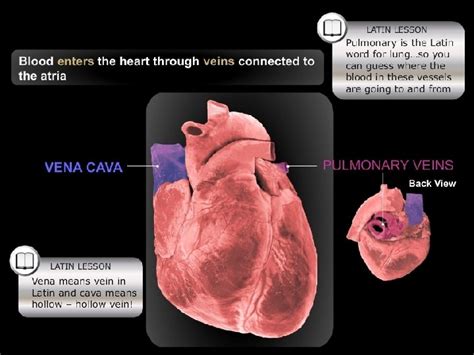 Part 1 Single And Double Circulatory Systems Levels