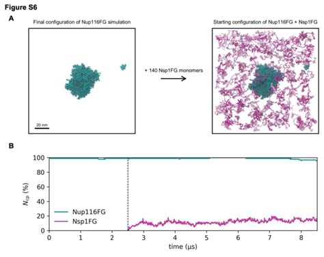 Figure S6 Coarse Grained Modeling Of Phase Separation Of Nup116fg And Download Scientific