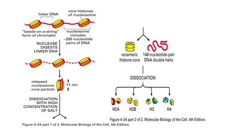 DNA Supercoiling Ppt Pdf PPT