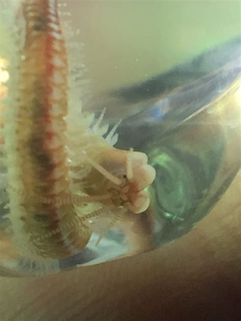 Beware Of The Tremors Looking Reef Monster Aka Eunicid Worm Reef2reef