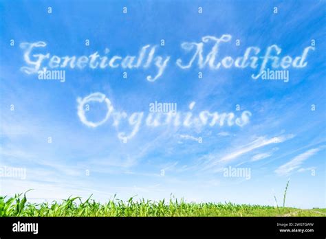 Genetically Modified Organisms Gmos Organisms With Altered Genetic Material For Improved