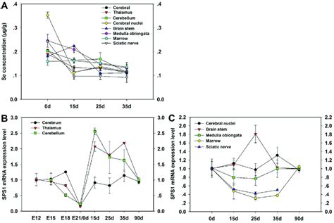Expression Of Sps1 In The Development Of Cns Tissues Se Content In The Download Scientific