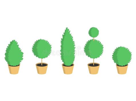 Cedar Shrub Stock Illustrations 578 Cedar Shrub Stock Illustrations