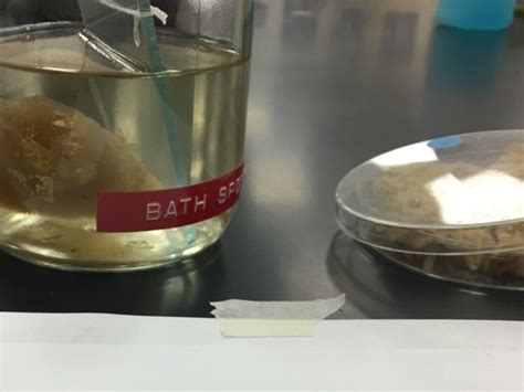 Biology 1407 Lab Final Flashcards Quizlet