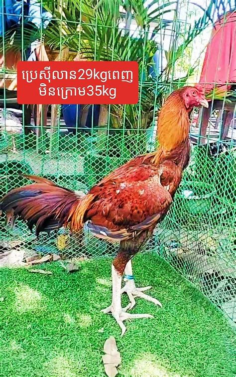 បក្សី ល្អឆេីត បើលក់បានម៉ានបង បង Facebook
