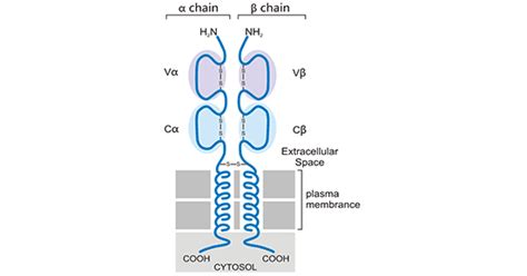 What Are T Cell Receptors Cusabio