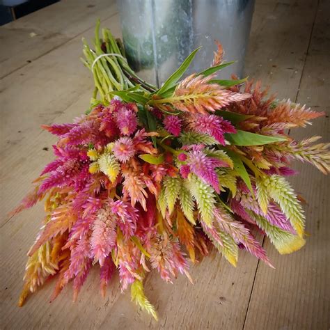 How To Grow Celosia — Three Acre Farm