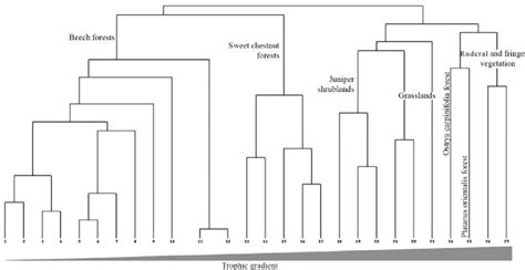dendrogram of phytosociological relevés relative sorensen clustering