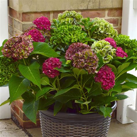 Pistachio Hydrangea Plant Addicts