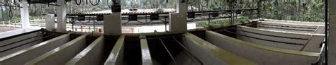 field sorting of coffee to manually remove unripe and dried beans