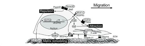 Chemotactic Factors And Lec Ecm Interactions For Lec Migration Download Scientific Diagram