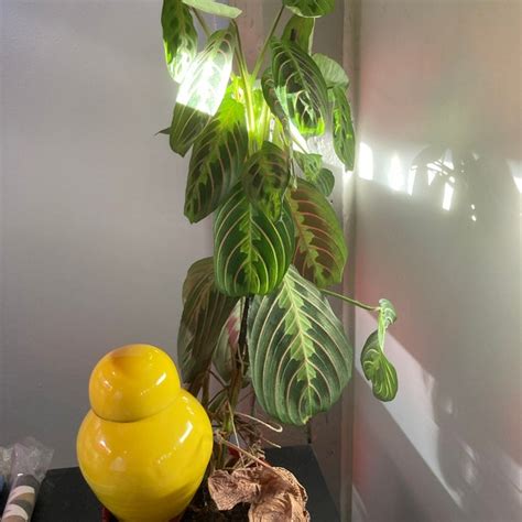 Set Of 6 Extra Mini Ollas For Floral Arrangements Etsy