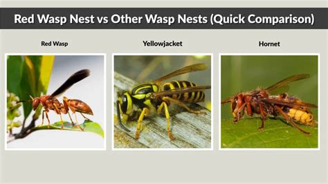 Red Wasp Nest Identification Dangers And Safe Removal Guide