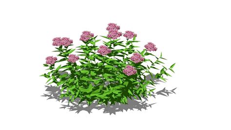 Spirea Japonica Dwarf Spirea 3d Model