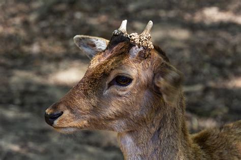 Dama Dama 숲에 있는 어린 휴경 사슴의 유럽 휴경 사슴 초상화 야생 사진 0명에 대한 스톡 사진 및 기타 이미지 0명 갈색 계절 Istock