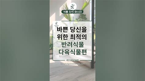 바쁜 당신을 위한 최적의 반려식물 다육식물편 Youtube