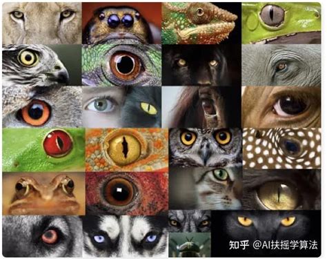 毕设党福音OpenCV 实战掌握视觉处理技巧 知乎
