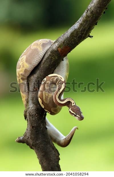 Python On Branch Over 4 525 Royalty Free Licensable Stock Photos Shutterstock