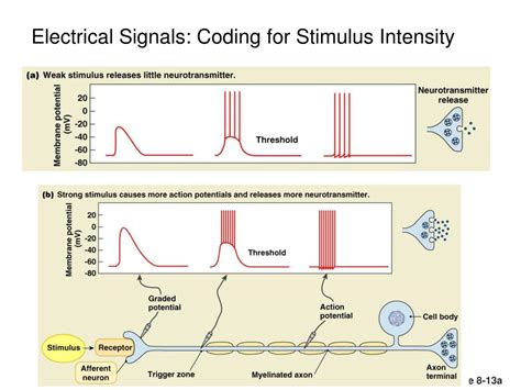 Ppt Neurophysiology Powerpoint Presentation Free Download Id5703527